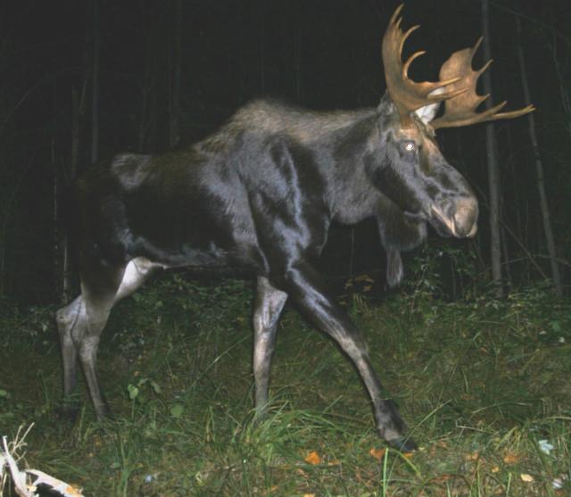 moose2 – Robinwood Park
